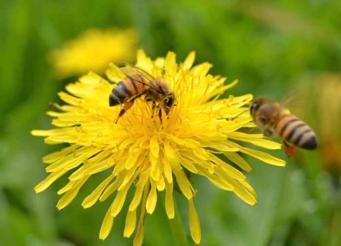 How You Can Do Your Part to Help Save the Bees - HubPages