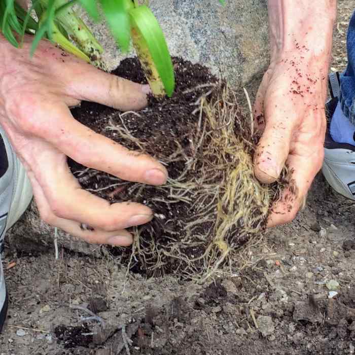 How to Plant a Perennial Successfully - Dengarden