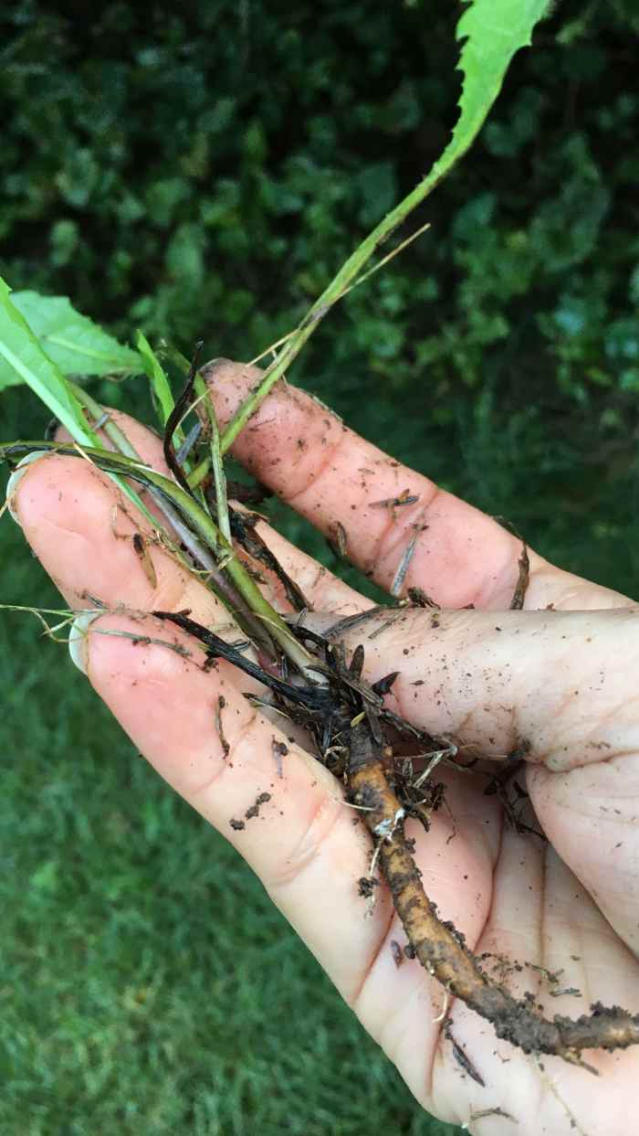 How to Get Ahead of Your Weeds This Summer - HubPages