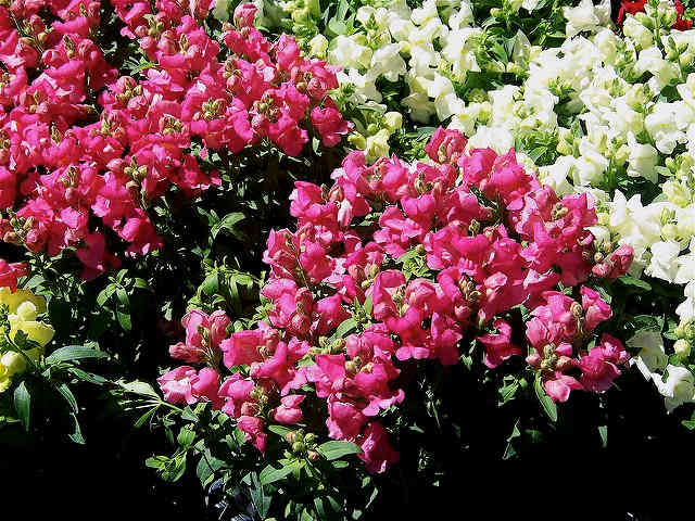 Why Do Snapdragons Come Back Each Year in Different Colors? - Dengarden