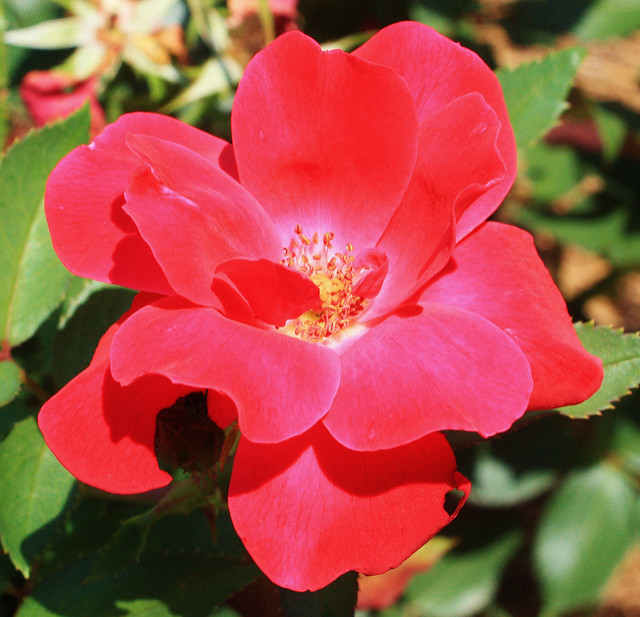 Growing and Caring for Knock Out Roses - Dengarden