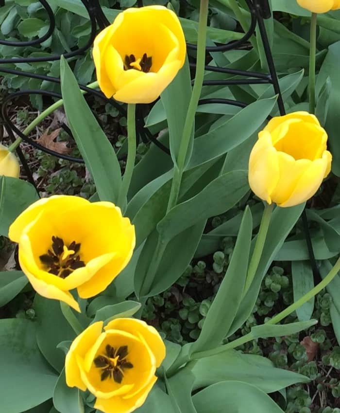 4 Easy Steps to Plant a Flower Bulb - Dengarden