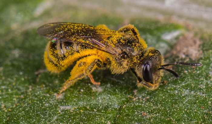 Pollinate Your Garden With Native (Mason) Bees - Dengarden