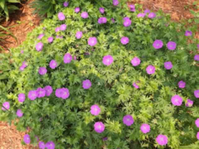 How to Plant and Grow Hardy Perennial Geraniums - Dengarden