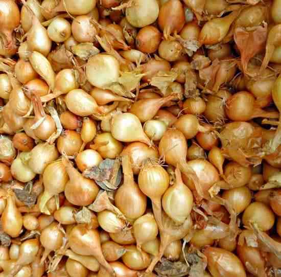 Growing Onions in Ohio - HubPages