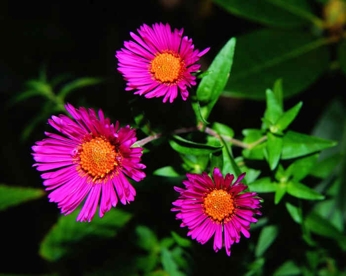 How to Plant, Grow, and Care for Hardy Asters - Dengarden