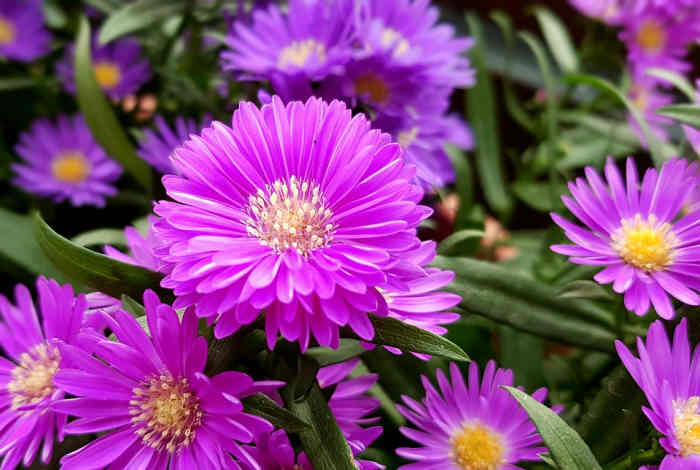 How to Plant, Grow, and Care for Hardy Asters - Dengarden