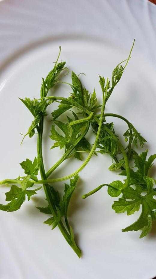 How to Plant, Harvest, and Cook Ampalaya (Bitter Gourd) - Dengarden