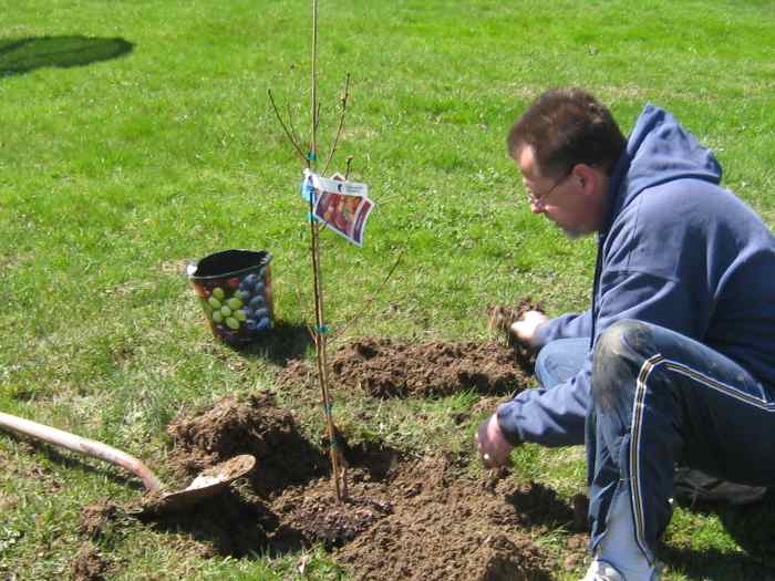 Growing Peaches in Ohio - HubPages