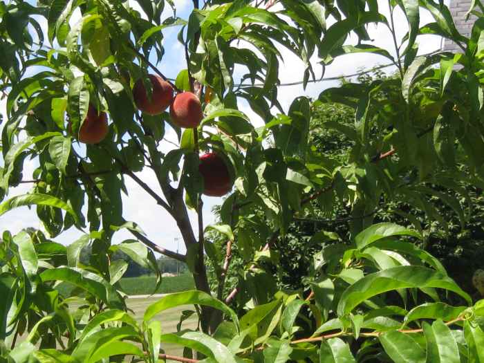 Growing Peaches in Ohio - HubPages
