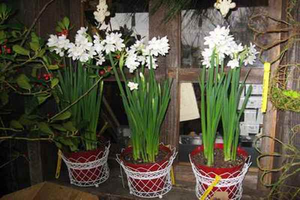 Forcing Paperwhite Bulbs for Holiday Blooms - HubPages