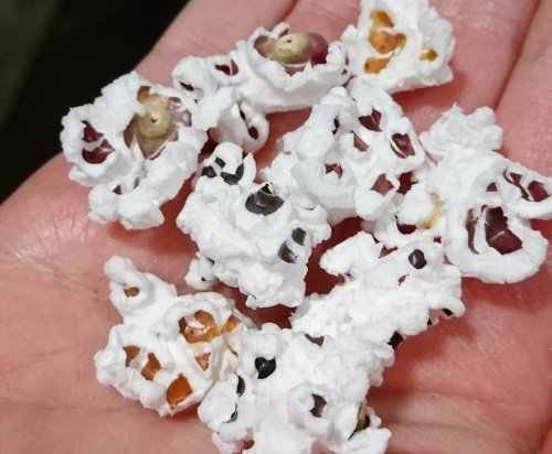 How to Grow, Harvest, Dry & Cook Beautiful Glass Gem Corn - HubPages