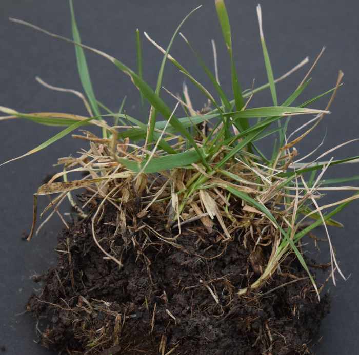 How to Dethatch Your Lawn - Dengarden