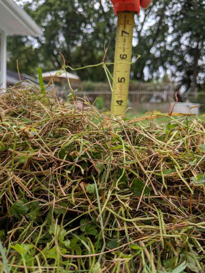 How to Dethatch Your Lawn - Dengarden
