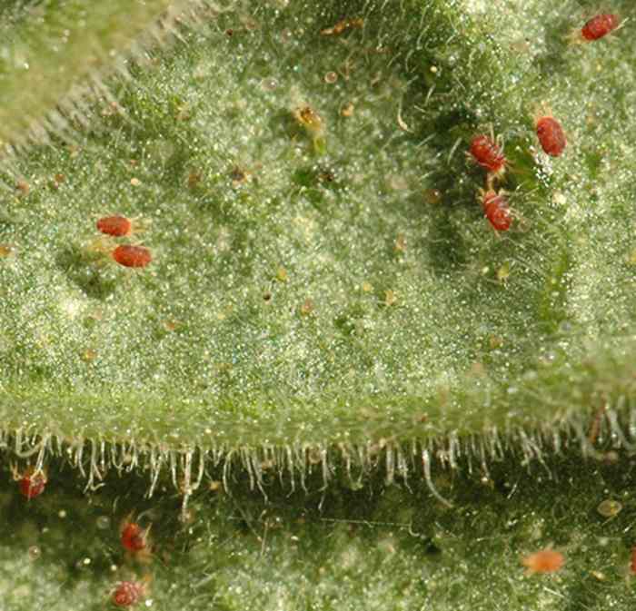 How to Plant Peppers in Your Ohio Garden - HubPages