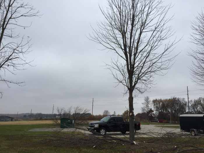 Why and When You Should Remove Tree Limbs - Dengarden