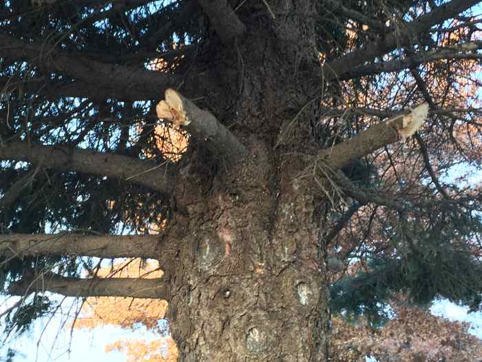 Why and When You Should Remove Tree Limbs - Dengarden