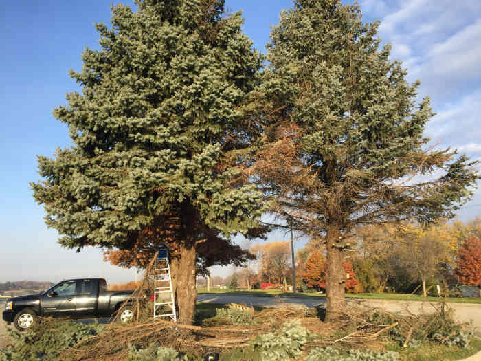 Why and When You Should Remove Tree Limbs - Dengarden