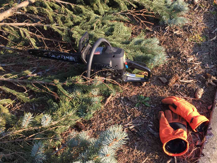 Why and When You Should Remove Tree Limbs - Dengarden