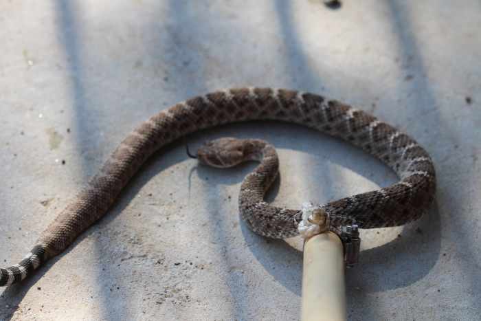 How to Build and Use Your Own Snake Pole - HubPages