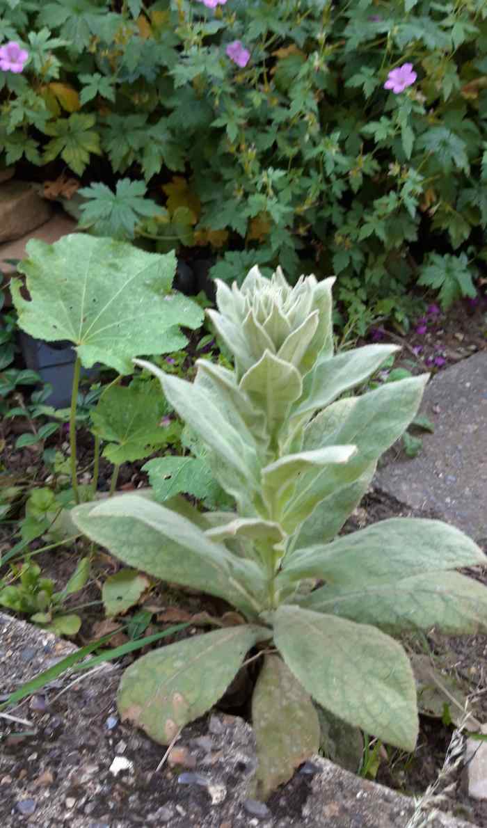 5 Silver-Leafed Plants for Your Garden - HubPages
