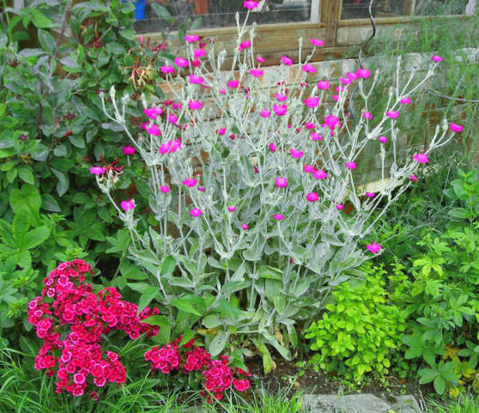 5 Plants With Silver Leaves to Make Your Garden Interesting - HubPages