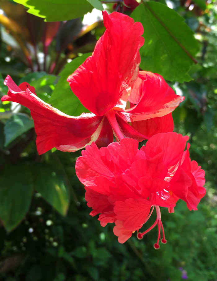 For the Love of Double Tropical Hibiscus - Dengarden - Home and Garden