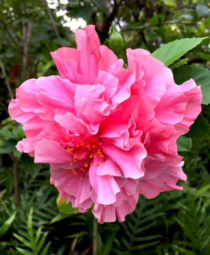 For the Love of Double Tropical Hibiscus - Dengarden