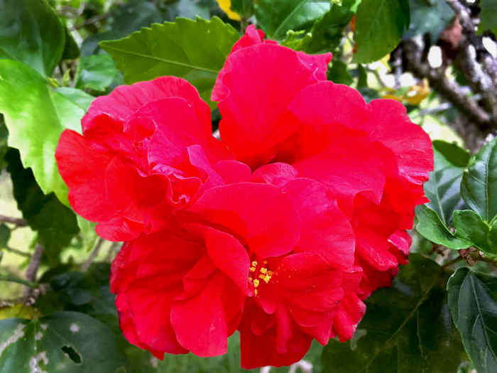 For the Love of Double Tropical Hibiscus - Dengarden - Home and Garden