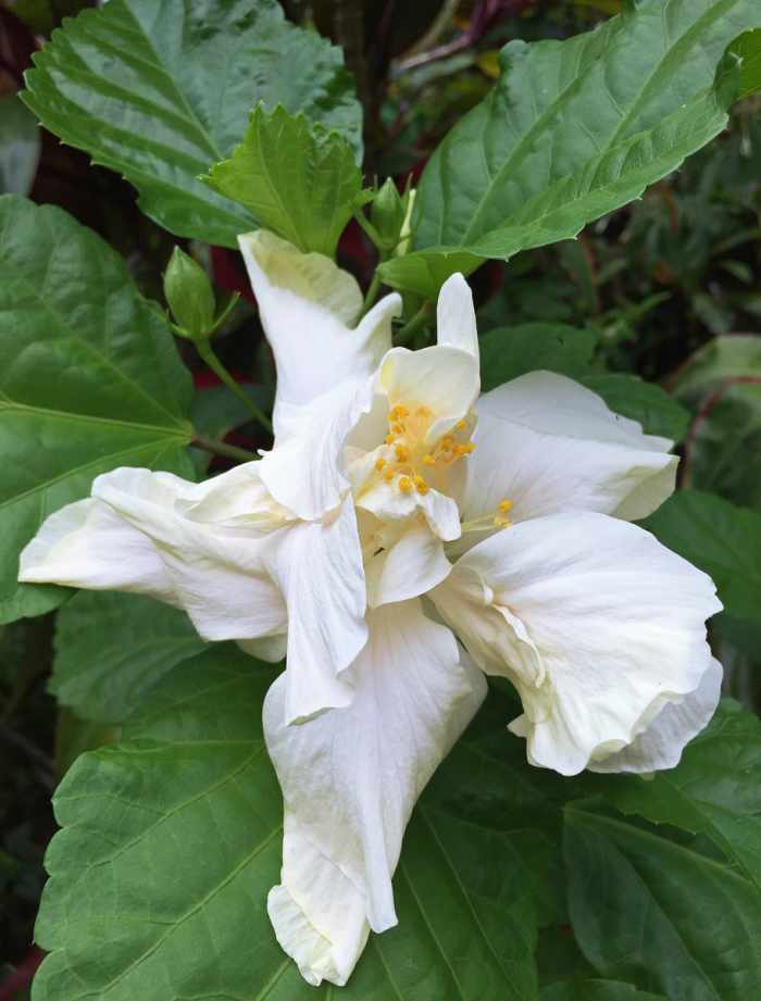 For the Love of Double Tropical Hibiscus - Dengarden