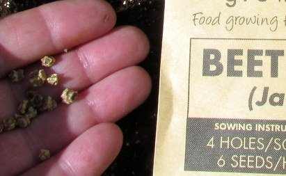 How to Sow, Plant and Grow Beetroot From Beet Seeds - HubPages