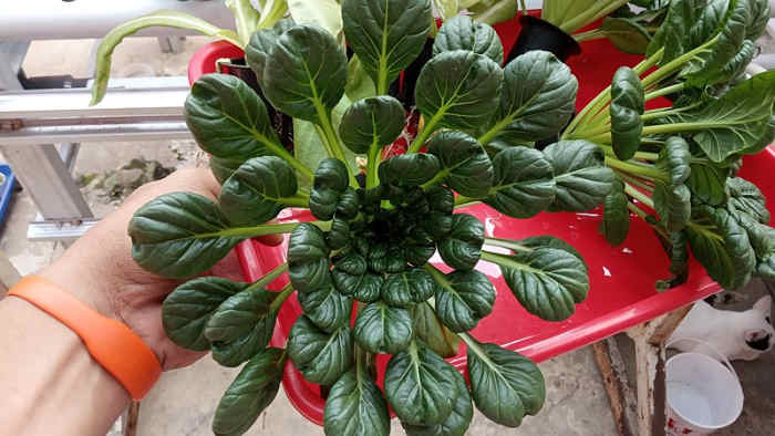 How to Grow Tatsoi (Spoon Mustard) - HubPages