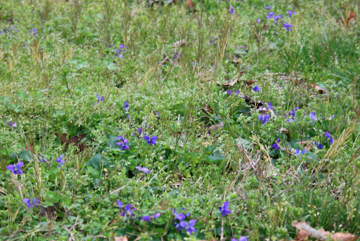 A Homebody's Guide to Common Blue Violets - HubPages
