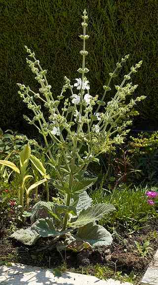 How to Grow Silver Sage - HubPages