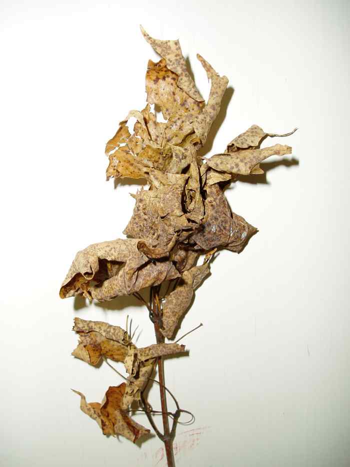 13 Common Maple Tree Problems and Diseases (With Pictures) - HubPages