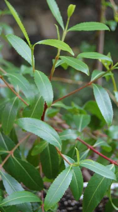 How to Grow Catha Edulis—Khat, Qat, Gat or Miraa - Dengarden