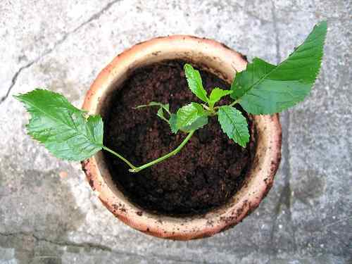 How to Grow Cherry Trees in Pots - Dengarden