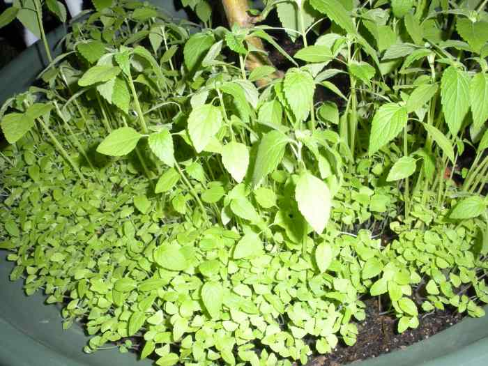 How I Grow and Harvest Organic Chia Seeds - Dengarden