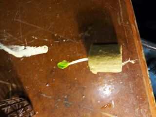 Hydroponic Tubs: A Build-It-Yourself Guide - Dengarden