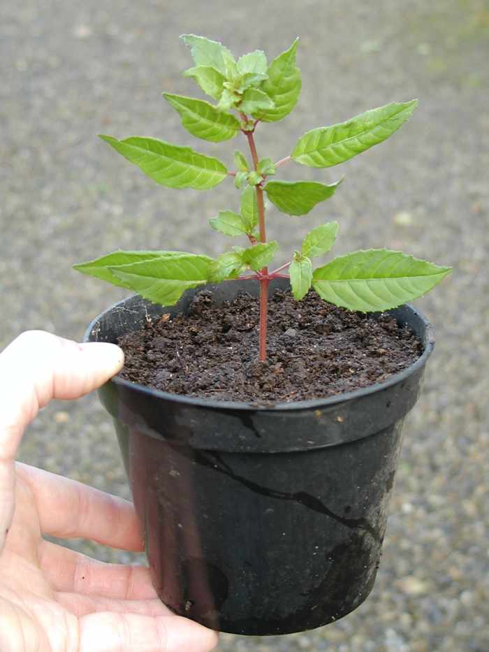 How to Grow Fuchsia From Cuttings: Making New Plants for Free - HubPages