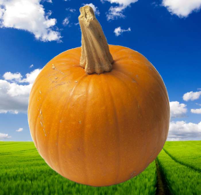 How to Build a Pumpkin Trellis With PVC Pipe and Remesh - HubPages