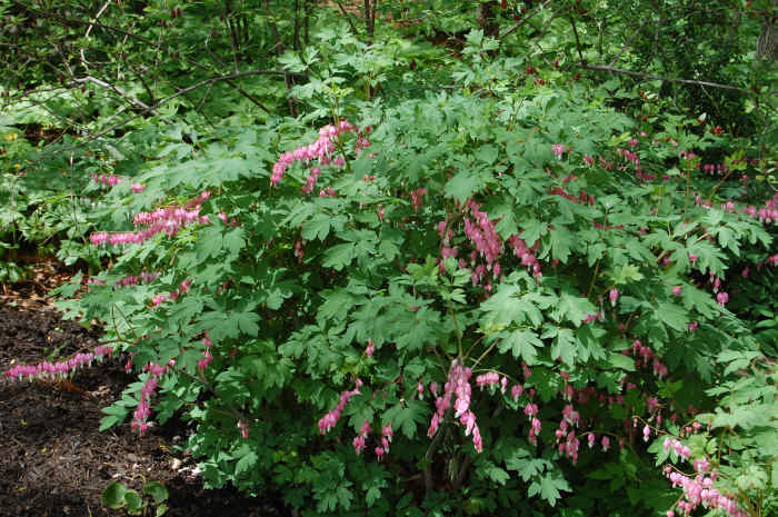 How to Grow Bleeding Hearts, a Cottage Garden Favorite - HubPages