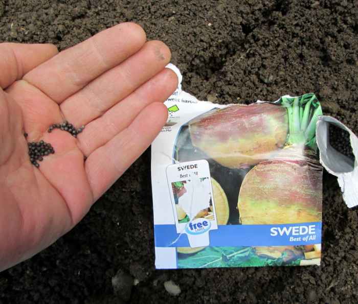 How to Sow, Plant and Grow Swede From Seeds in the Garden - HubPages