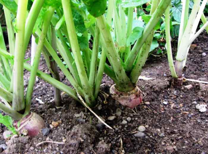 How to Sow, Plant and Grow Swede From Seeds in the Garden - HubPages