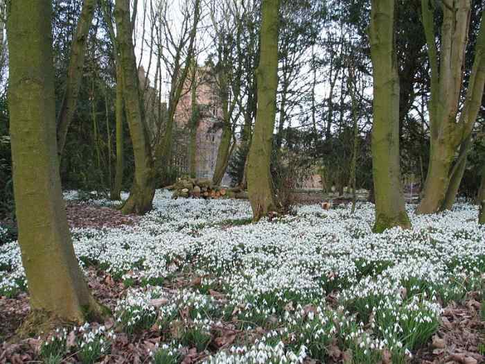 How to Grow Snowdrops - Dengarden