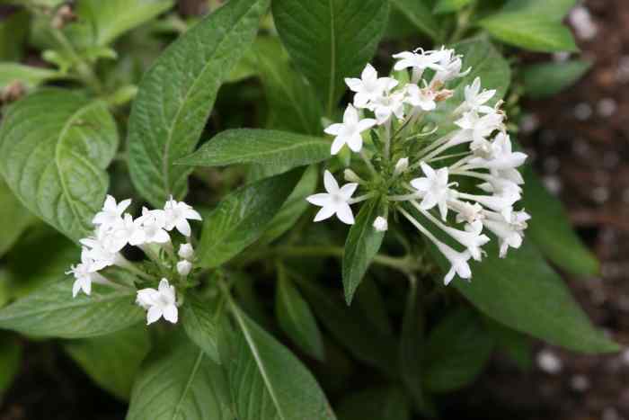 12 Easy-to-Grow Plants That Thrive in the South Florida Sunshine - HubPages