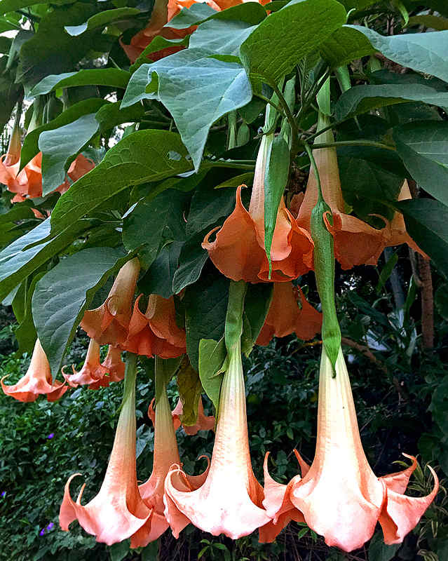 14 Easy-to-Grow Fragrant Tropical Flowers - Dengarden