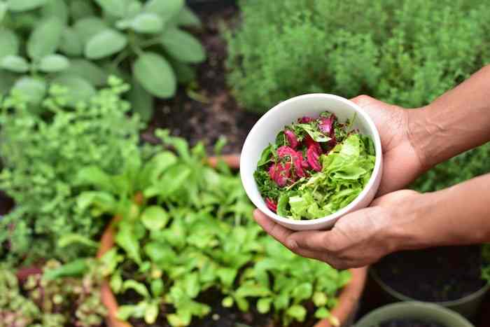 4 Best Practices to Maintain a Healthy Garden - HubPages