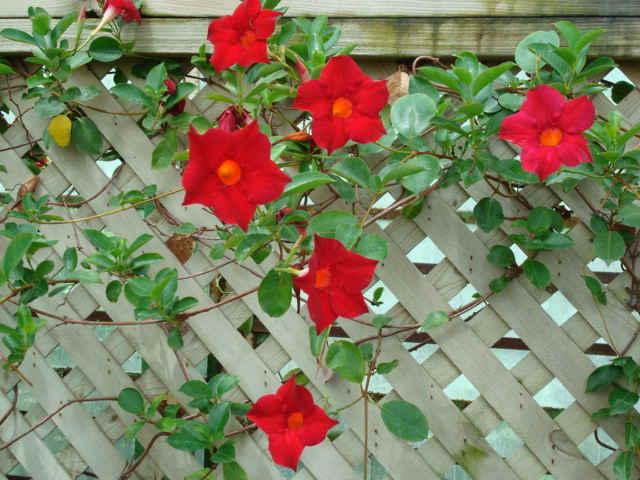 How to Grow Mandevilla Vines - HubPages
