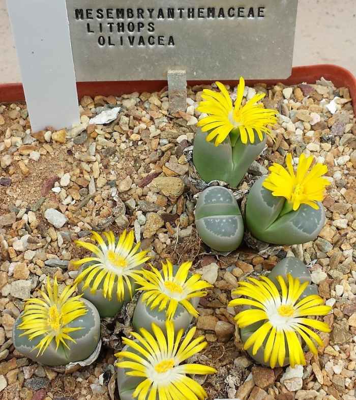 How to Grow Lithops (Living Stones) - HubPages